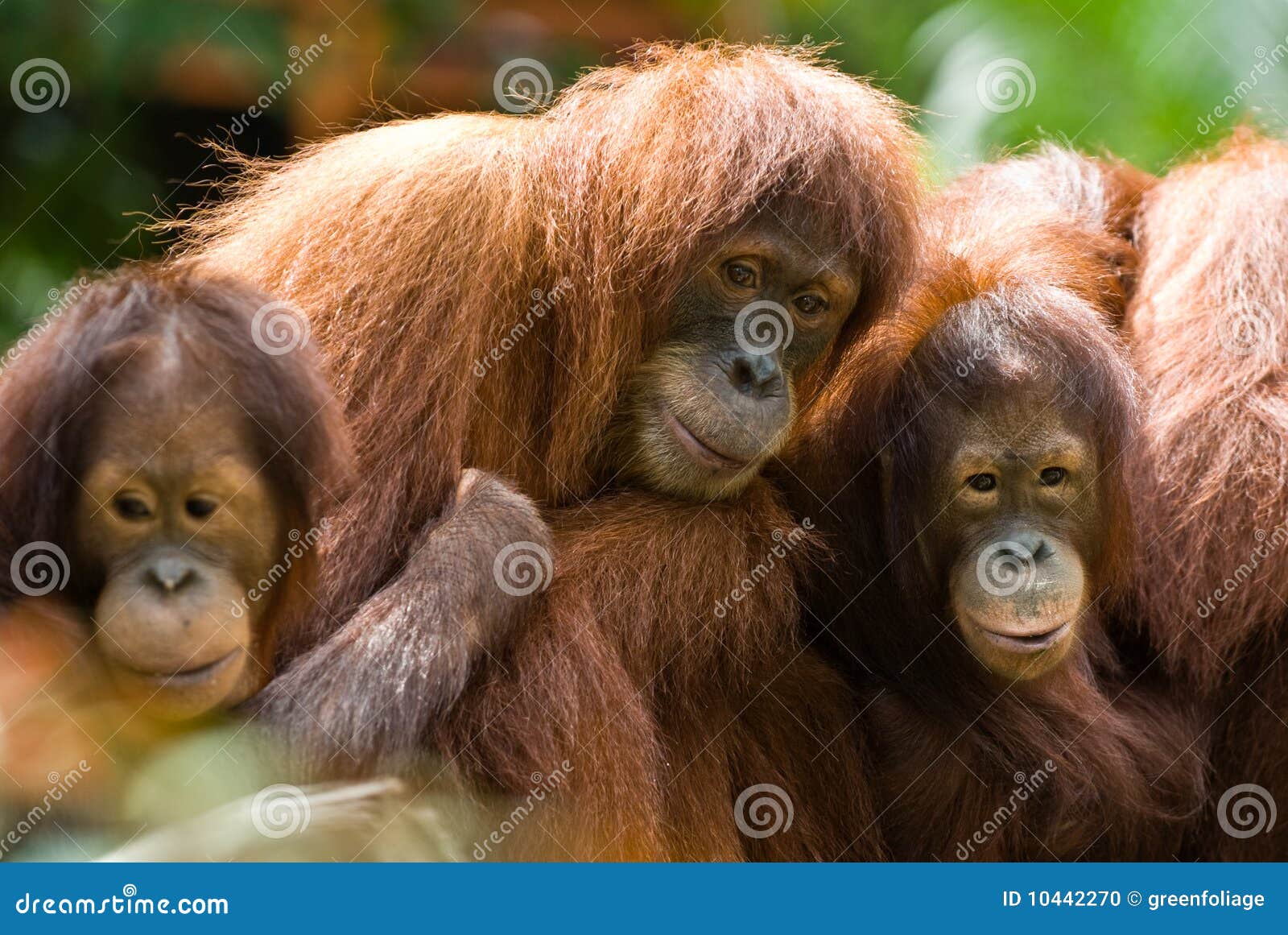 Orang Utan Relaxing Pose In Zoo Royalty-Free Stock Photography ...