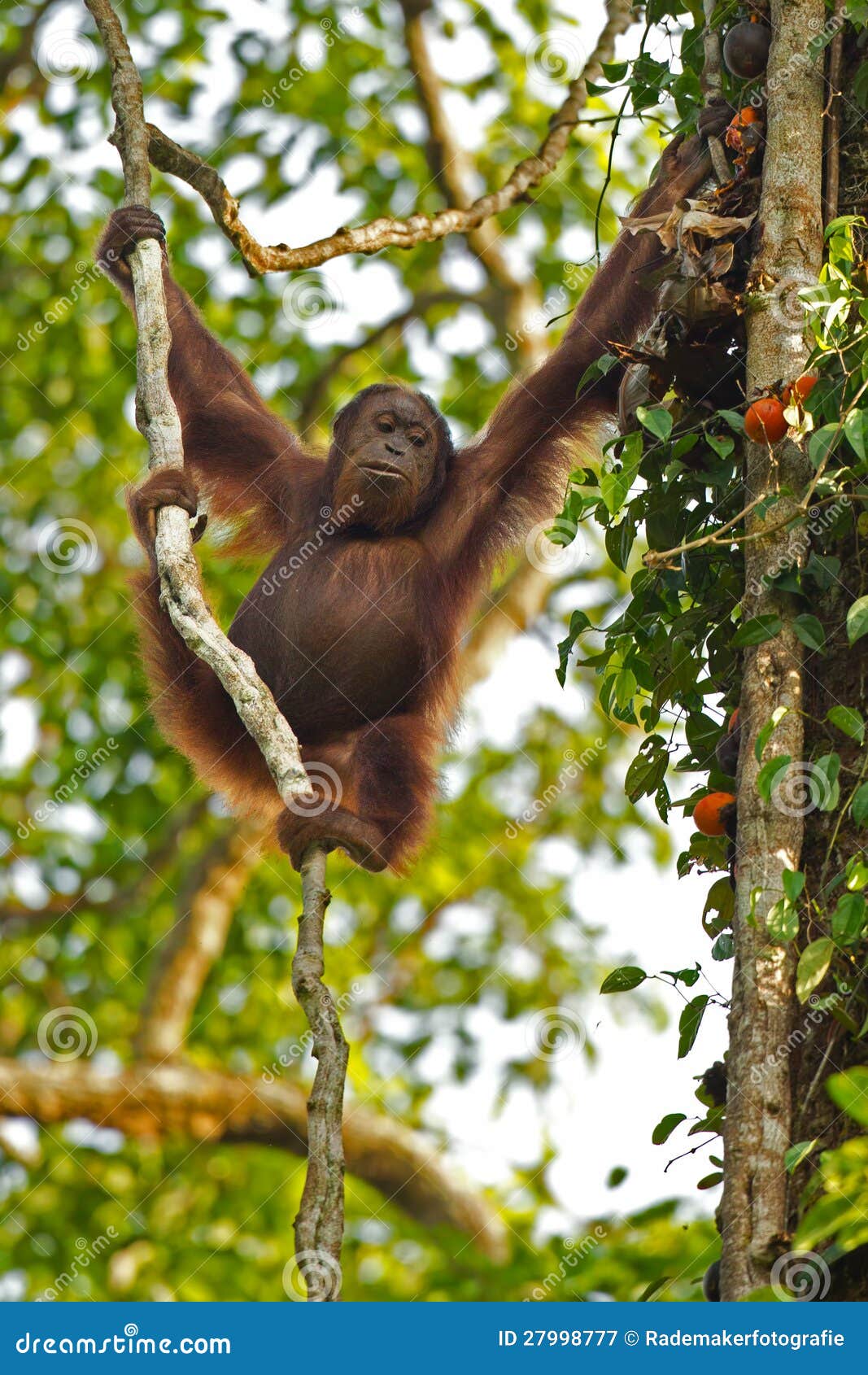 Orang Utan Relaxing Pose In Zoo Royalty-Free Stock Photography ...
