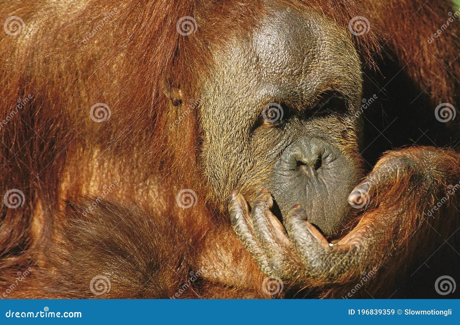 Orang Utan, Pongo Pygmaeus, Female Eating Stock Image - Image of pongo ...
