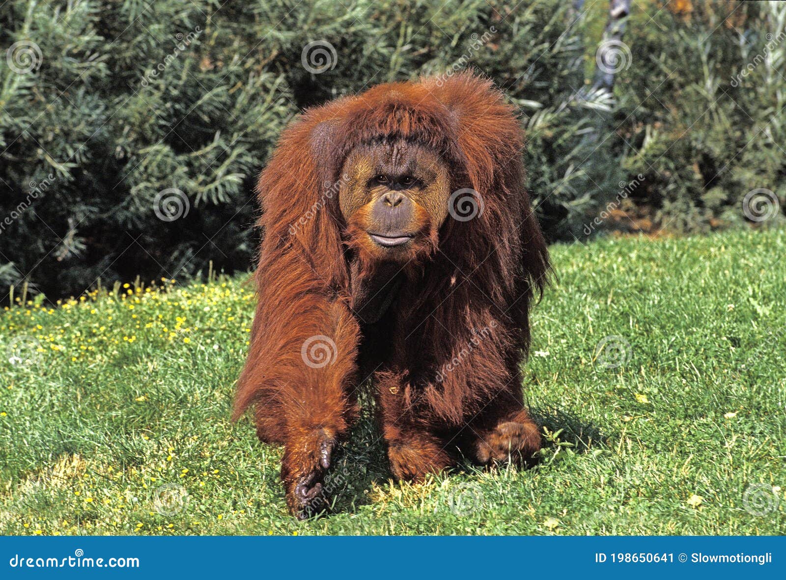 Orang Utan, Pongo Pygmaeus, Male Stock Image - Image of outdoor ...