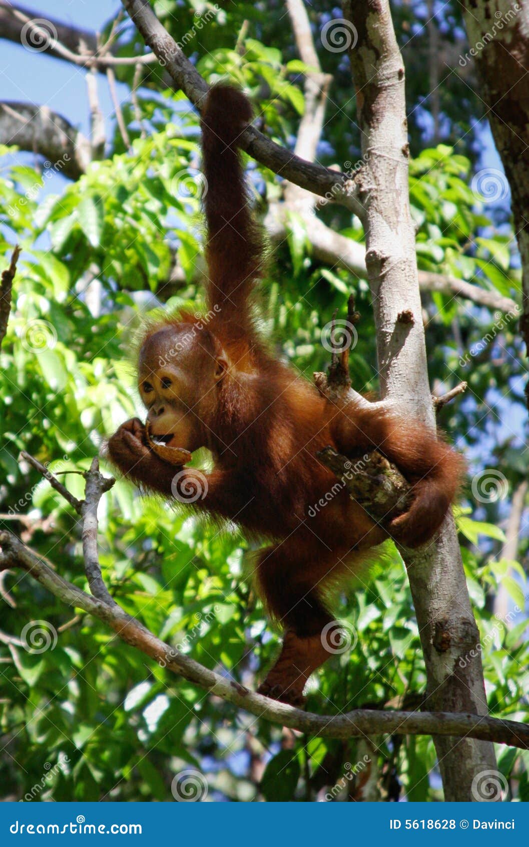 Orangatang; foto de archivo. Imagen de primate, cautiverio - 5618628