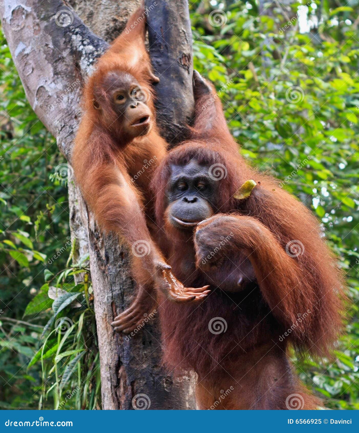 Orangatang stock image. Image of orangutan, hand, malaysia - 6566925