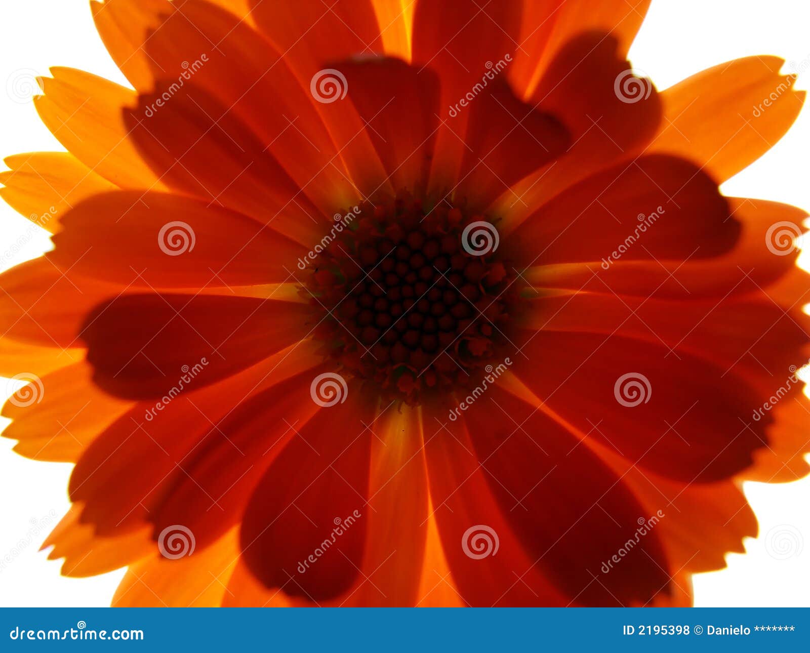 Orange stock photo. Image of natural, spring, background - 2195398