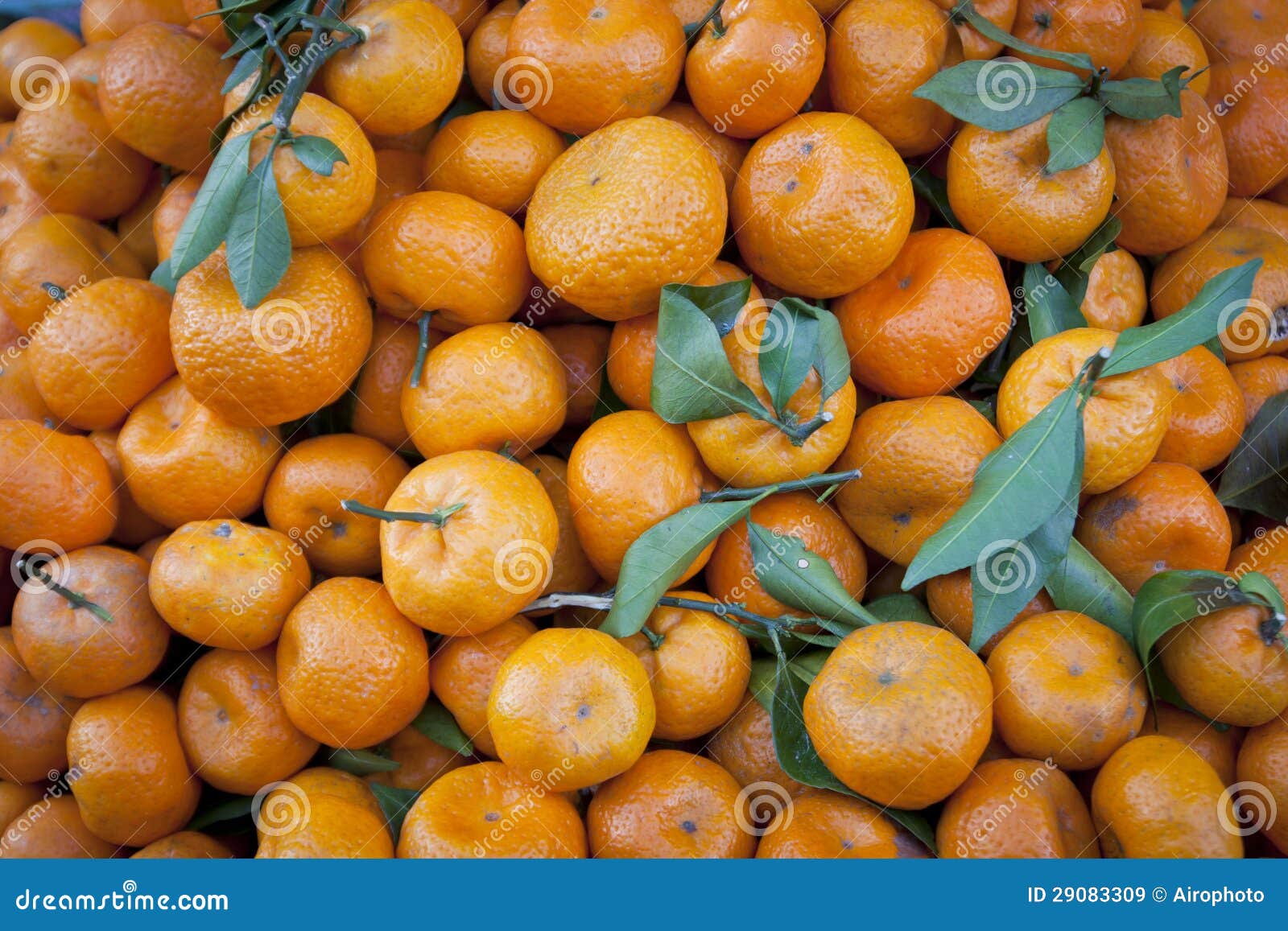 Orange stock image. Image of fruity, feild, fresh, oranges - 29083309