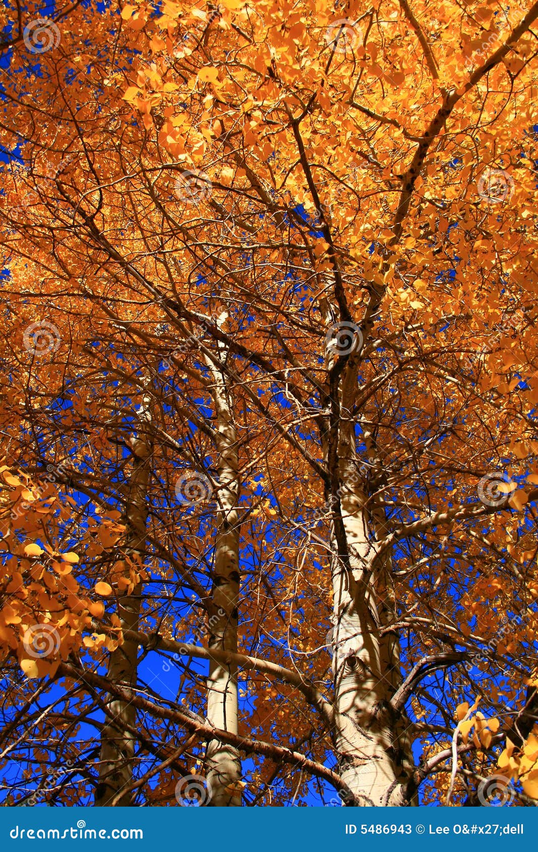 Orange 6 stock image. Image of bright, upright, colorful - 5486943