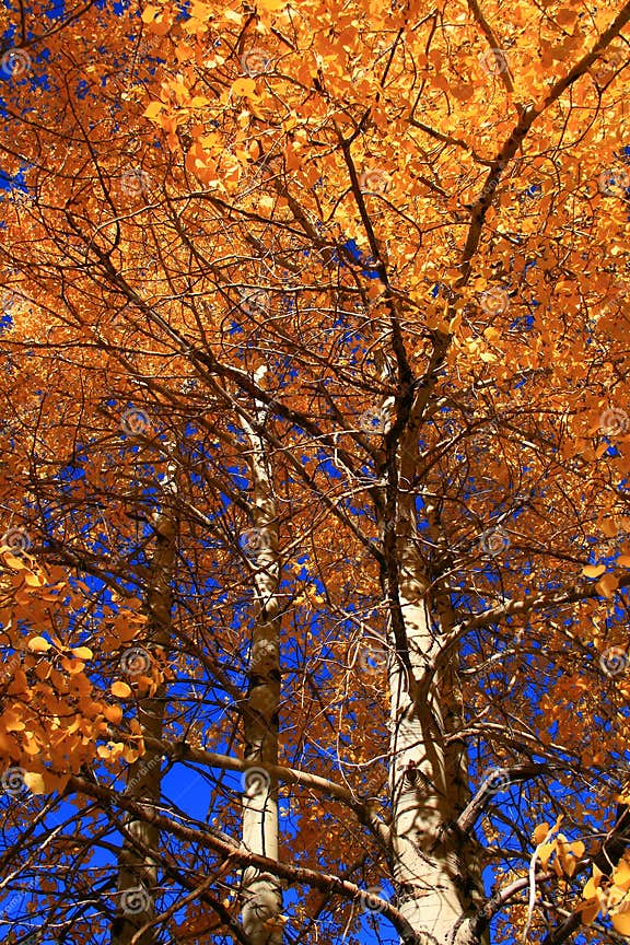 Orange 6 stock image. Image of bright, upright, colorful - 5486943