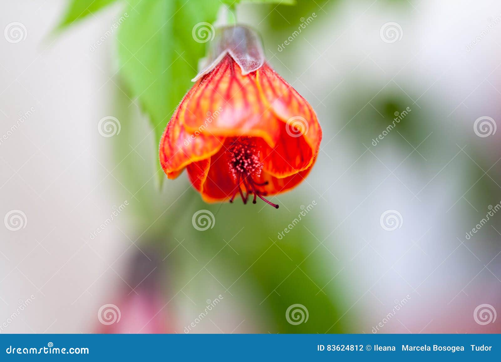 Orange Abutilon Flower with Details Stock Photo - Image of pink ...