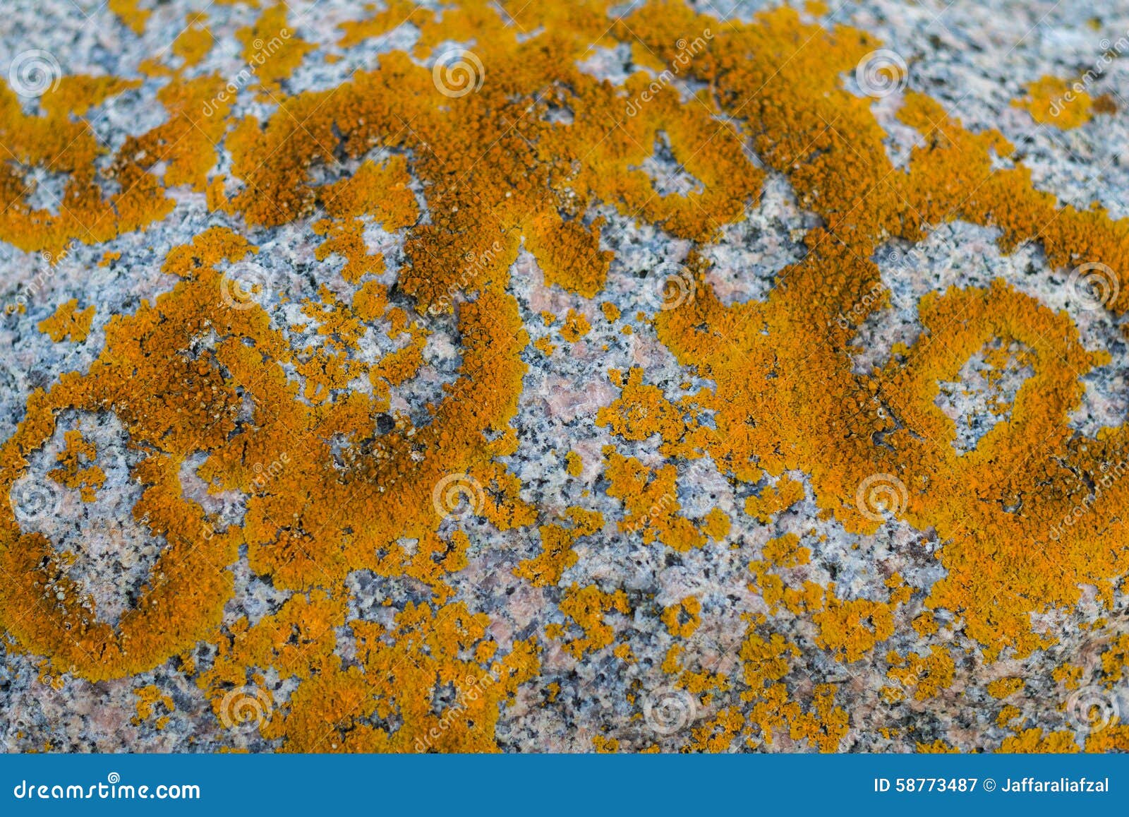 Algae Texture Royalty-Free Stock Photo | CartoonDealer.com #91819395