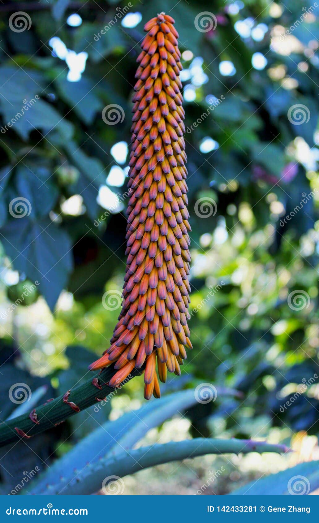 Orange Aloe flower buds stock image. Image of cluster - 142433281