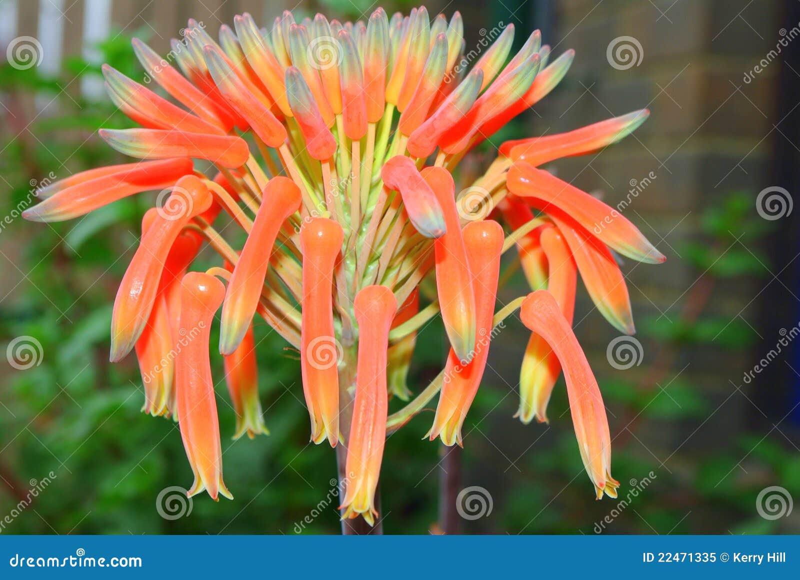 Orange aloe vera flower stock image. Image of flower - 22471335