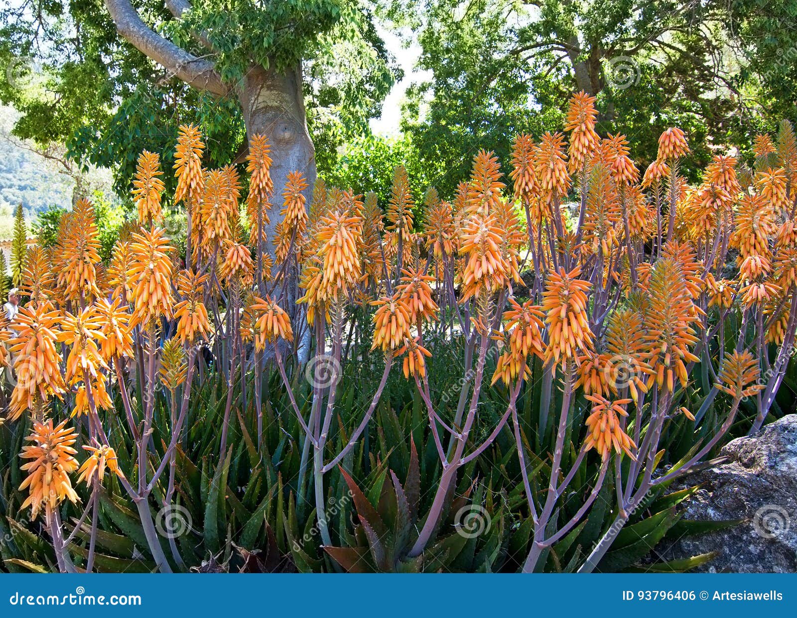 Orange aloe vera flowers stock photo. Image of blossom - 93796406