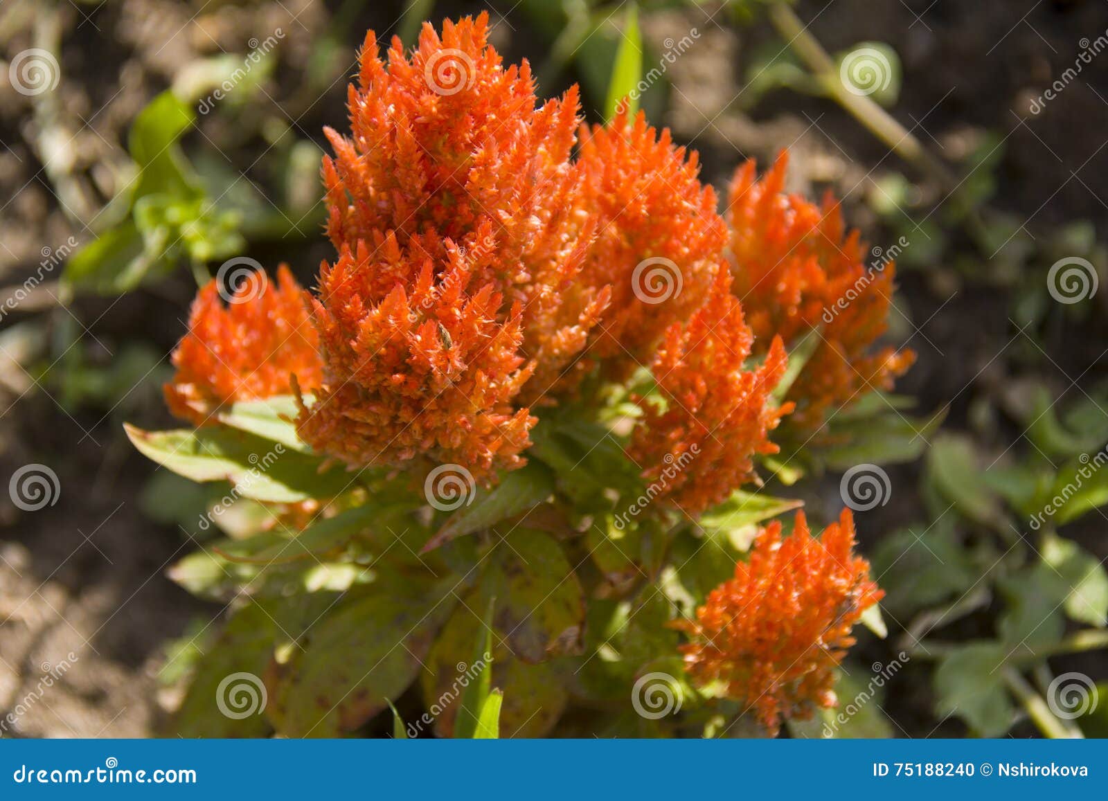 Orange Amaranth Bush on the Flowerbed Stock Photo - Image of bloom ...