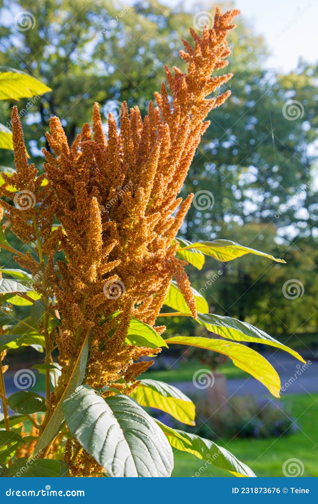 The Orange amaranth stock photo. Image of chinese, caudatus - 231873676