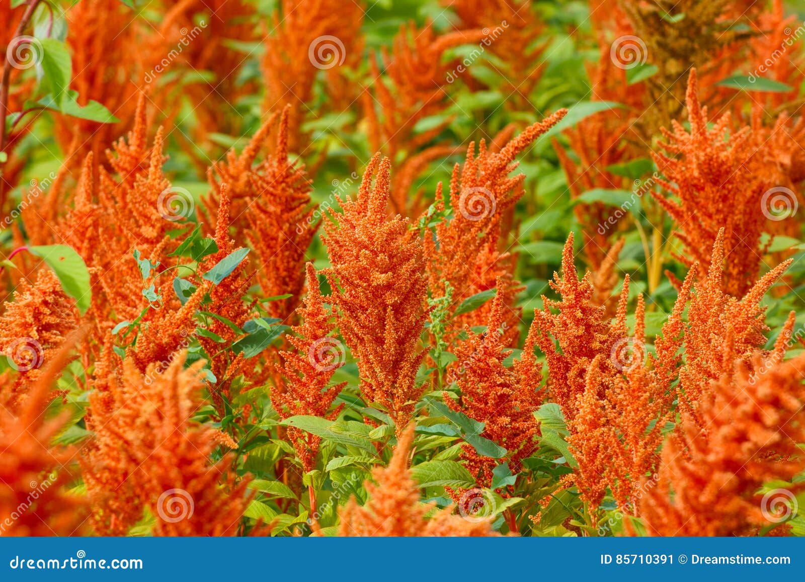 Orange amaranth stock image. Image of purple, cruentus - 85710391