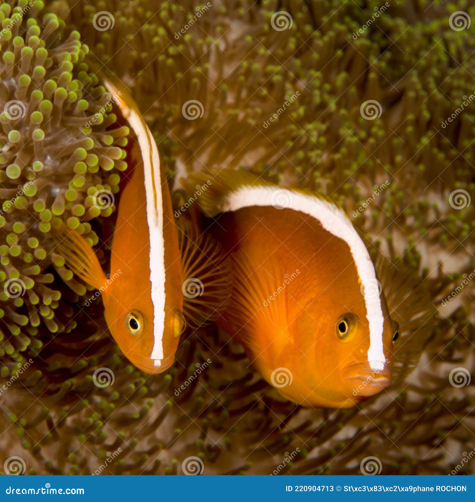 Orange anemonefish fish stock image. Image of nature - 220904713