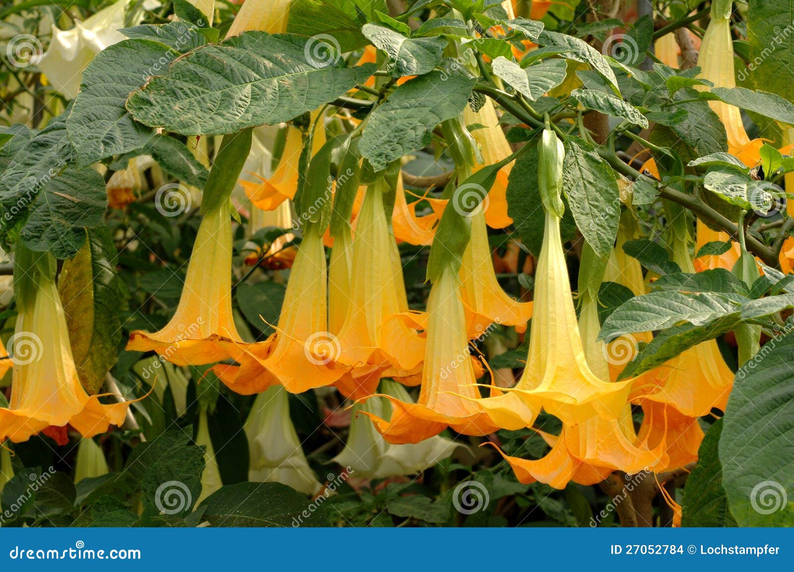 Angel`s Trumpet Flowers Or Brugmansia Brugmansia Suaveolens, Family ...