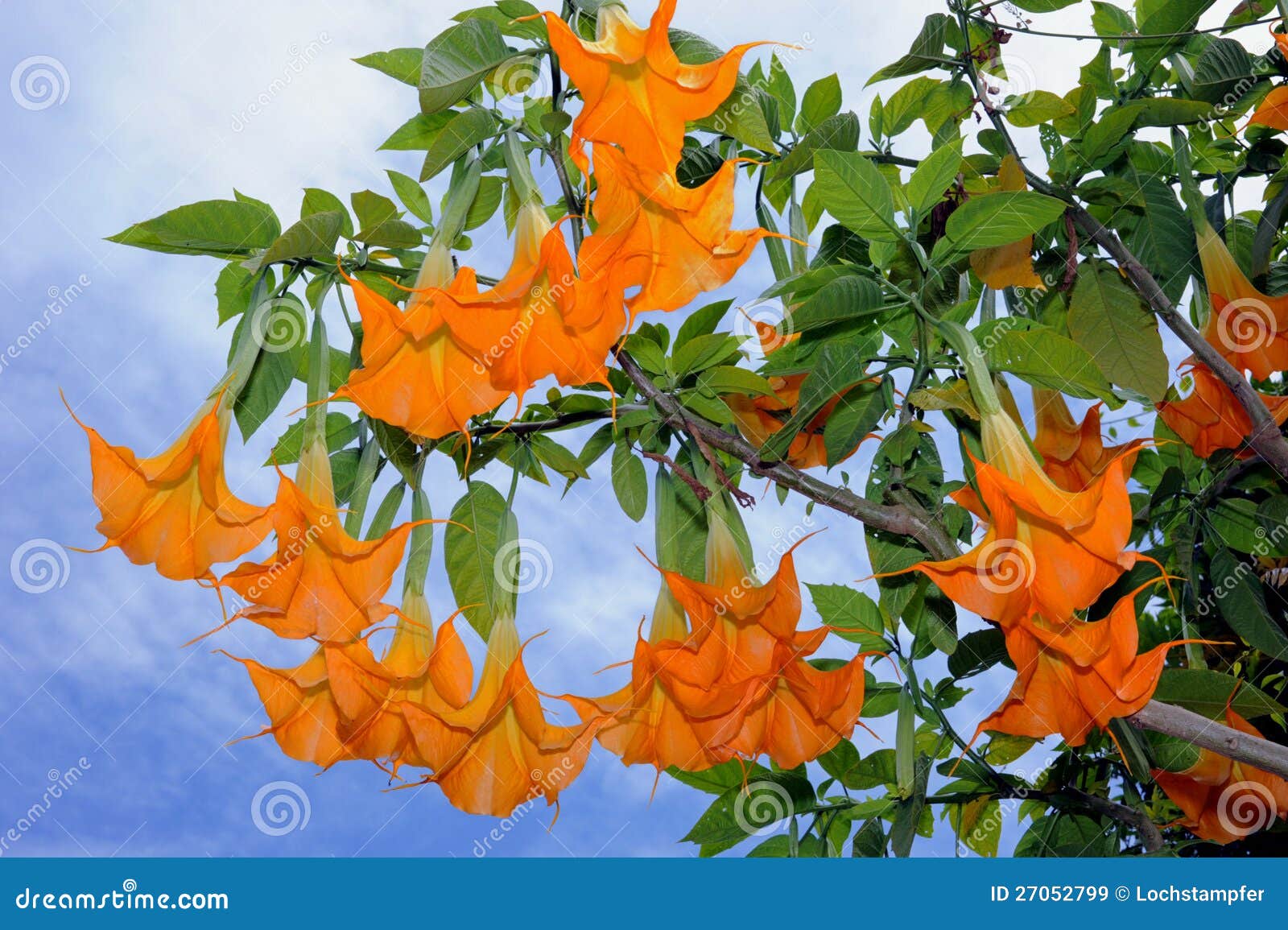 Angel`s Trumpet Flowers Or Brugmansia Brugmansia Suaveolens, Family ...