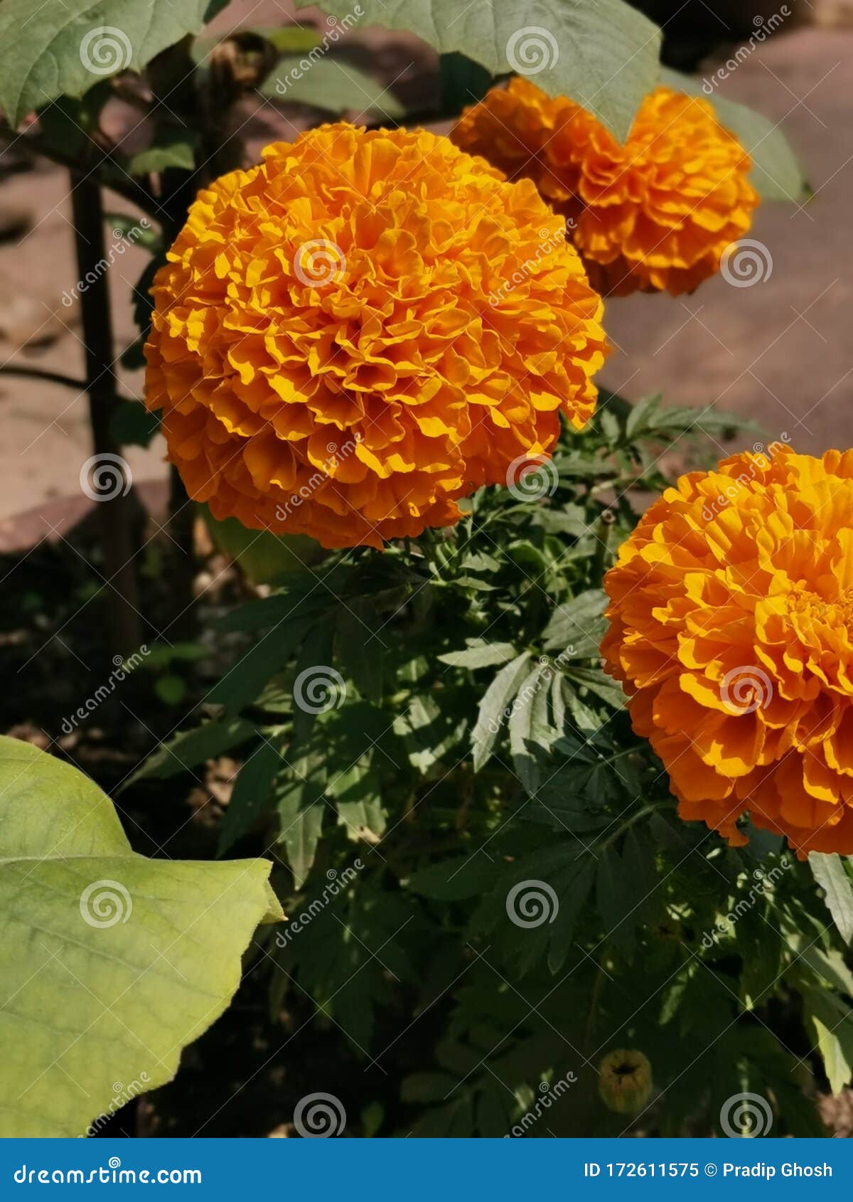 Orange is the Another Variant of Marigold. Stock Image - Image of leaf ...