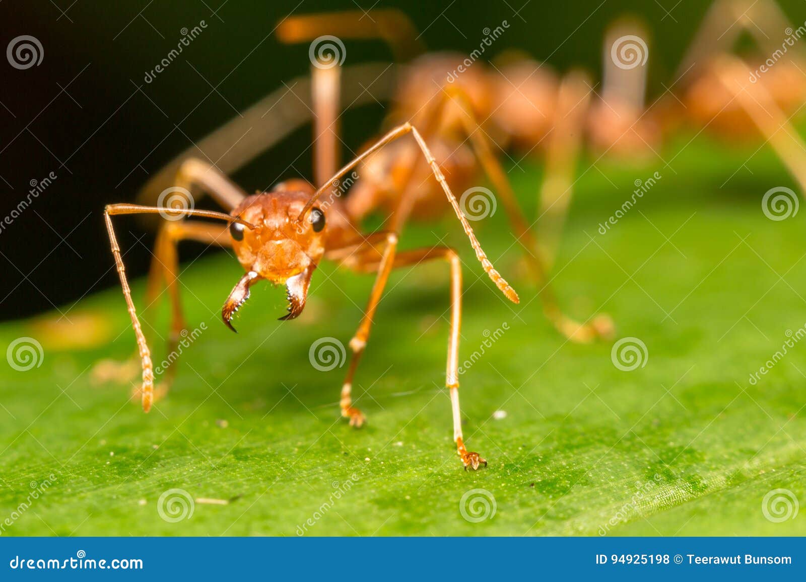 Orange ant stock photo. Image of team, life, wildlife - 94925198