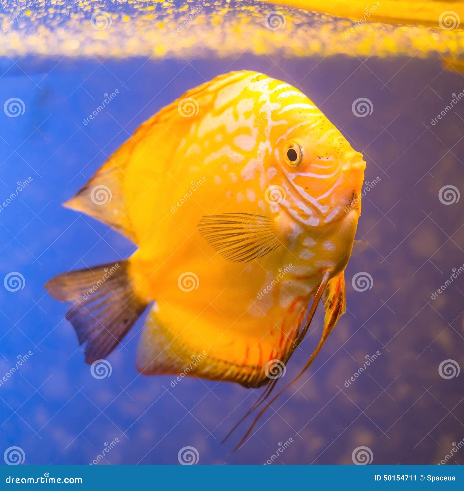 Orange Aquarium Fish Discus on Blue Background Stock Image - Image of ...