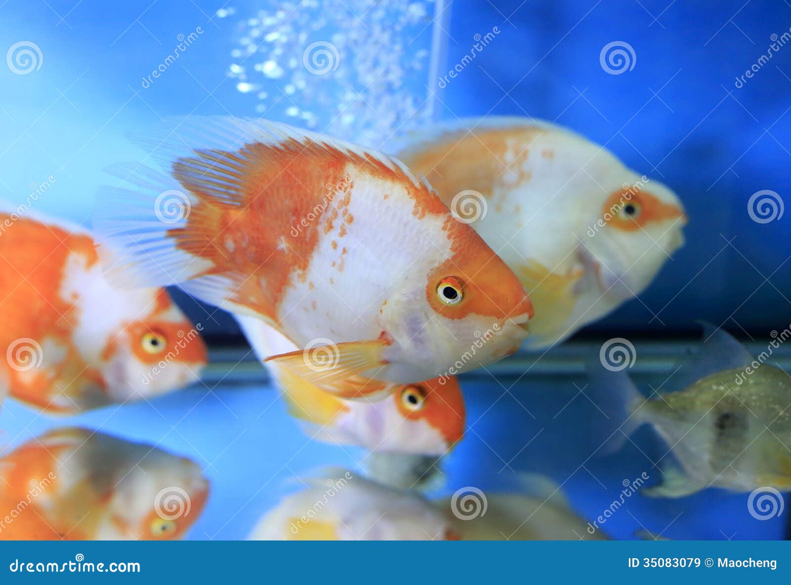 Orange aquarium fish stock image. Image of goldfish, gold - 35083079