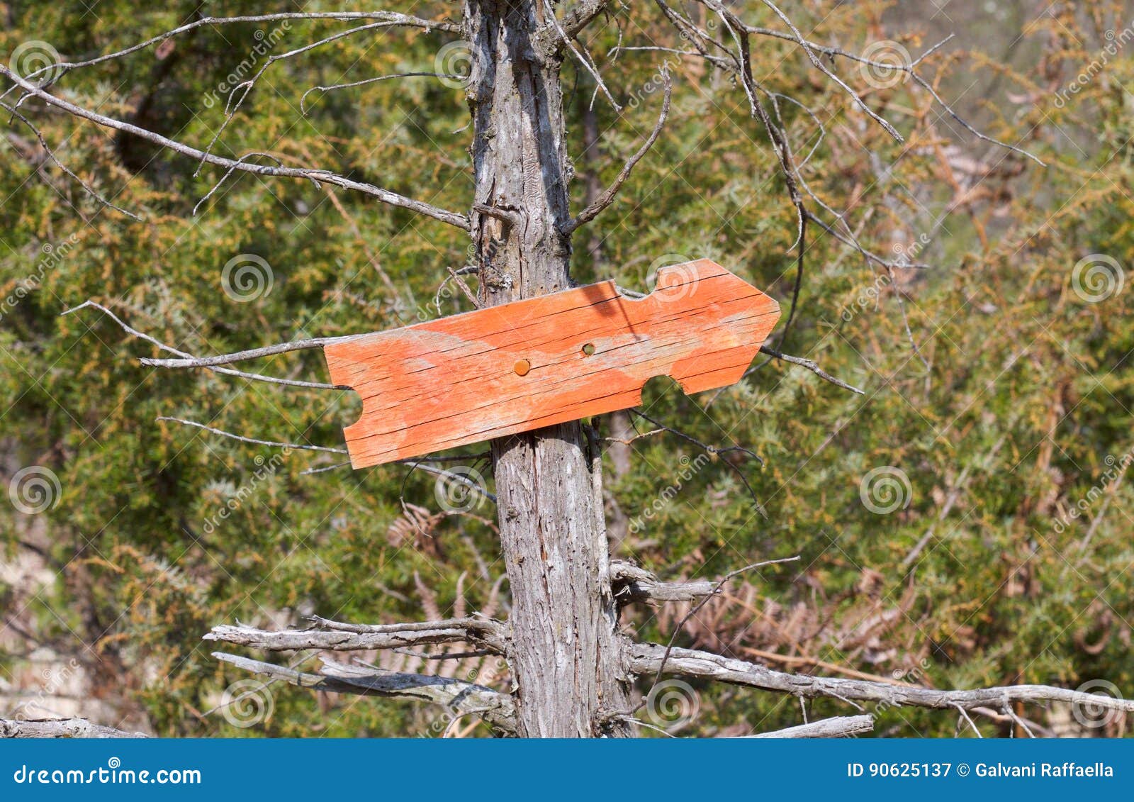 Orange arrow signs on tree stock image. Image of hiker - 90625137