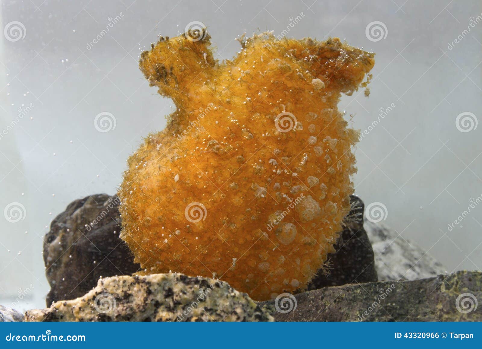 Orange Ascidian Which Stands on a Rock in Antarctic Stock Photo - Image ...