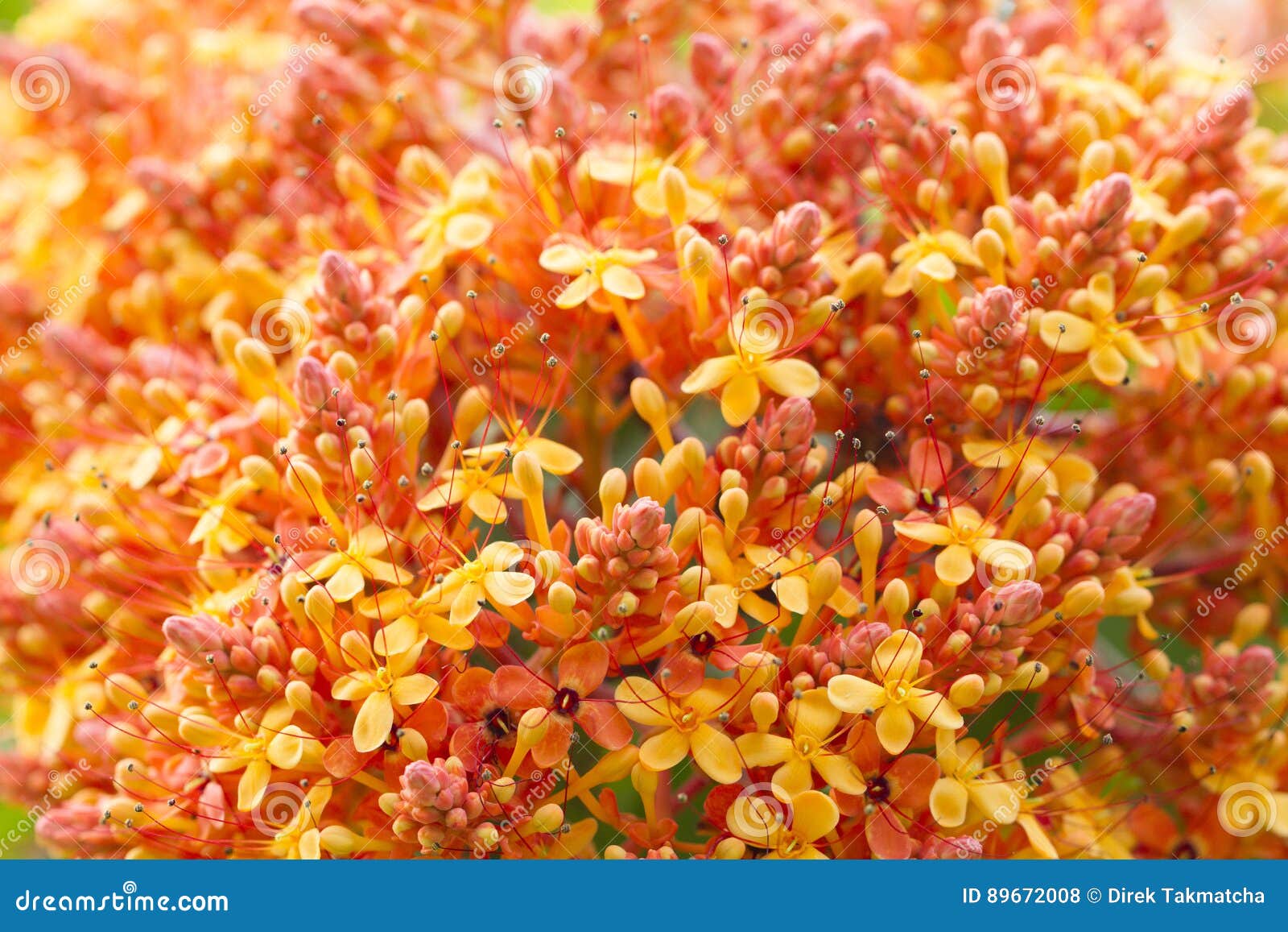 Orange Ashoka Flowers Saraca Indica Stock Photo - Image of closeup ...