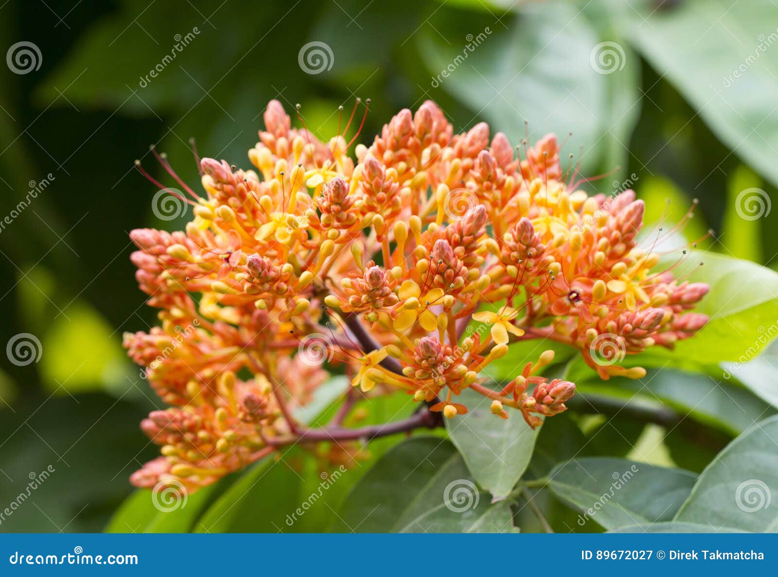 Orange Ashoka Flowers Saraca Indica Stock Image - Image of asoka ...