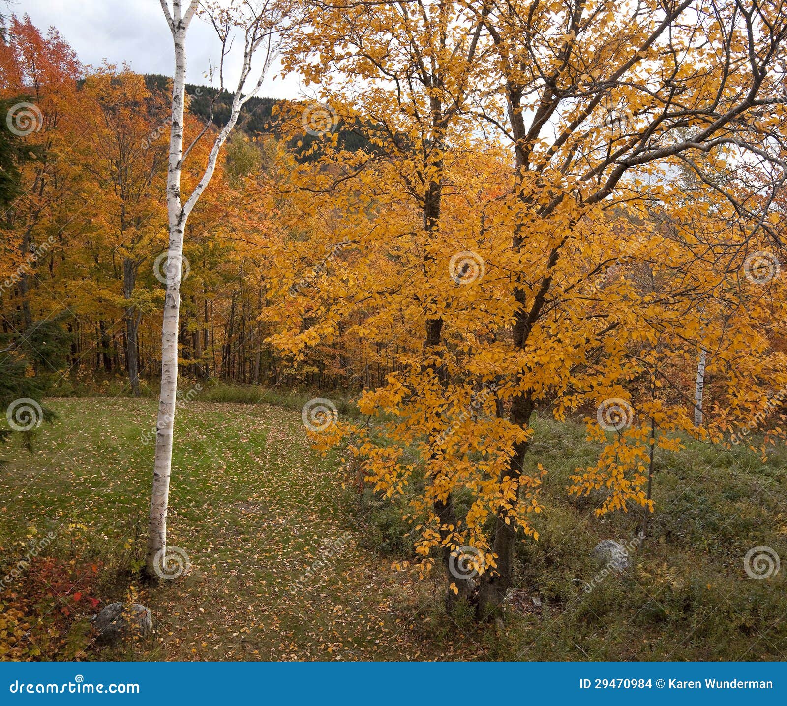 Orange Aspen and Birch in Autumn Stock Photo - Image of foliage ...