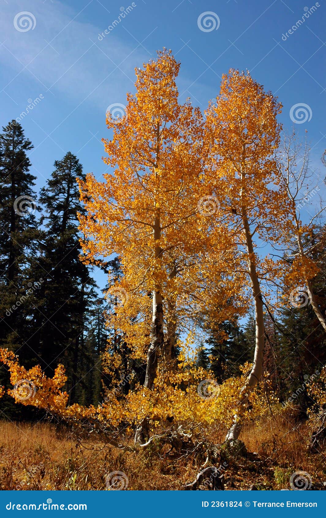 Orange Aspen Trees stock photo. Image of aspen, pine, wilderness - 2361824