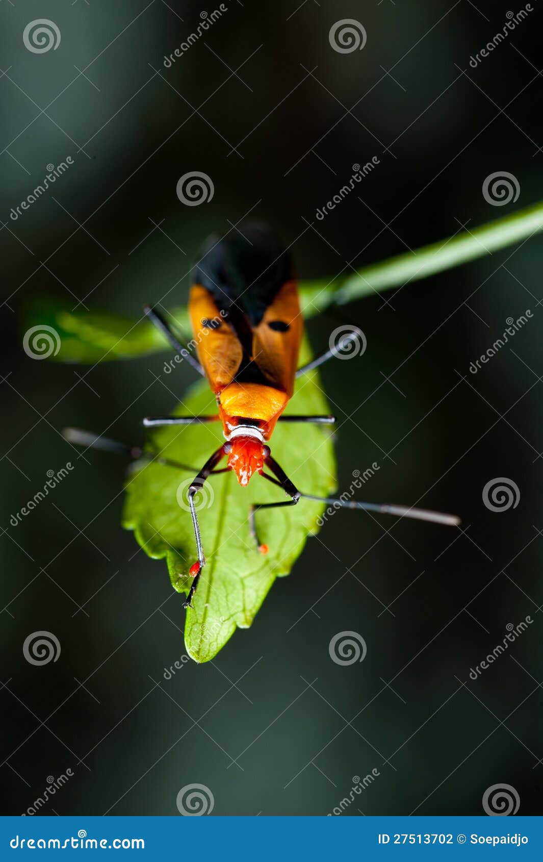 Orange Assassin Bug Royalty-Free Stock Photography | CartoonDealer.com ...