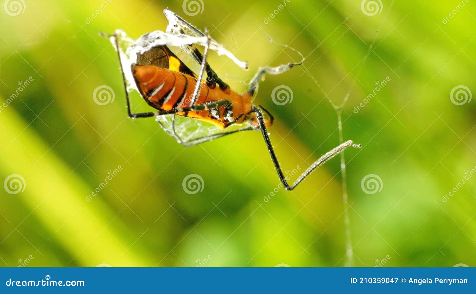 Assassin bug nymph stock image. Image of cotacachi, latin - 210359047