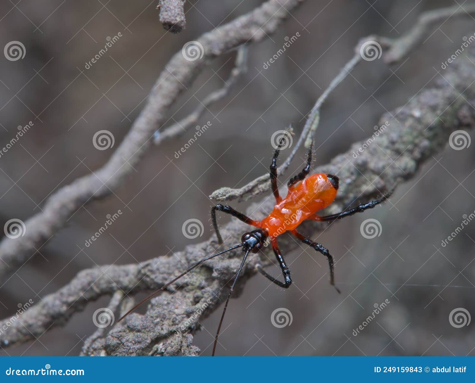 Orange Assassin Bug on the Root of the Tree Stock Image - Image of ...