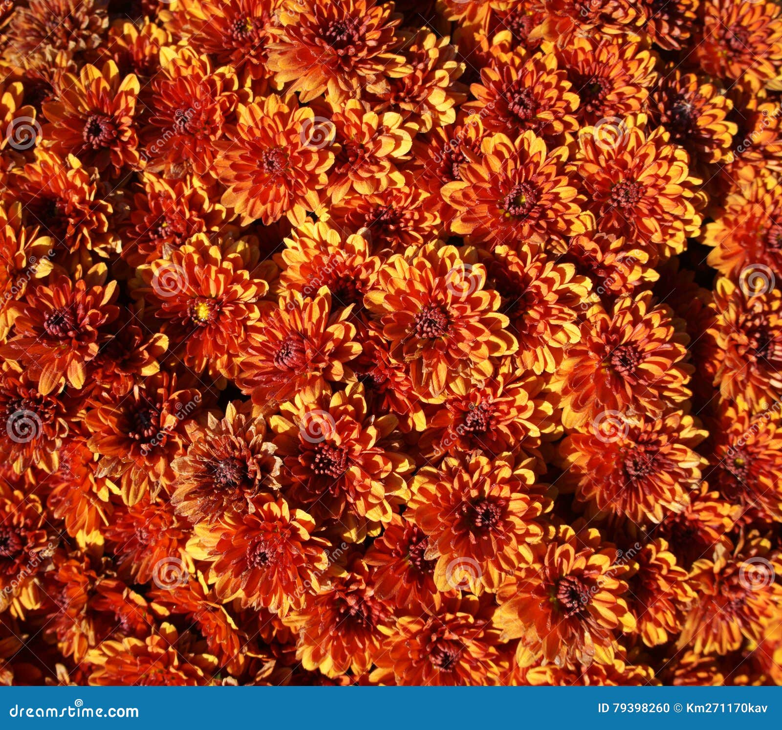 Orange Aster Callistephus Flowers on a Sunny Day Stock Photo - Image of ...