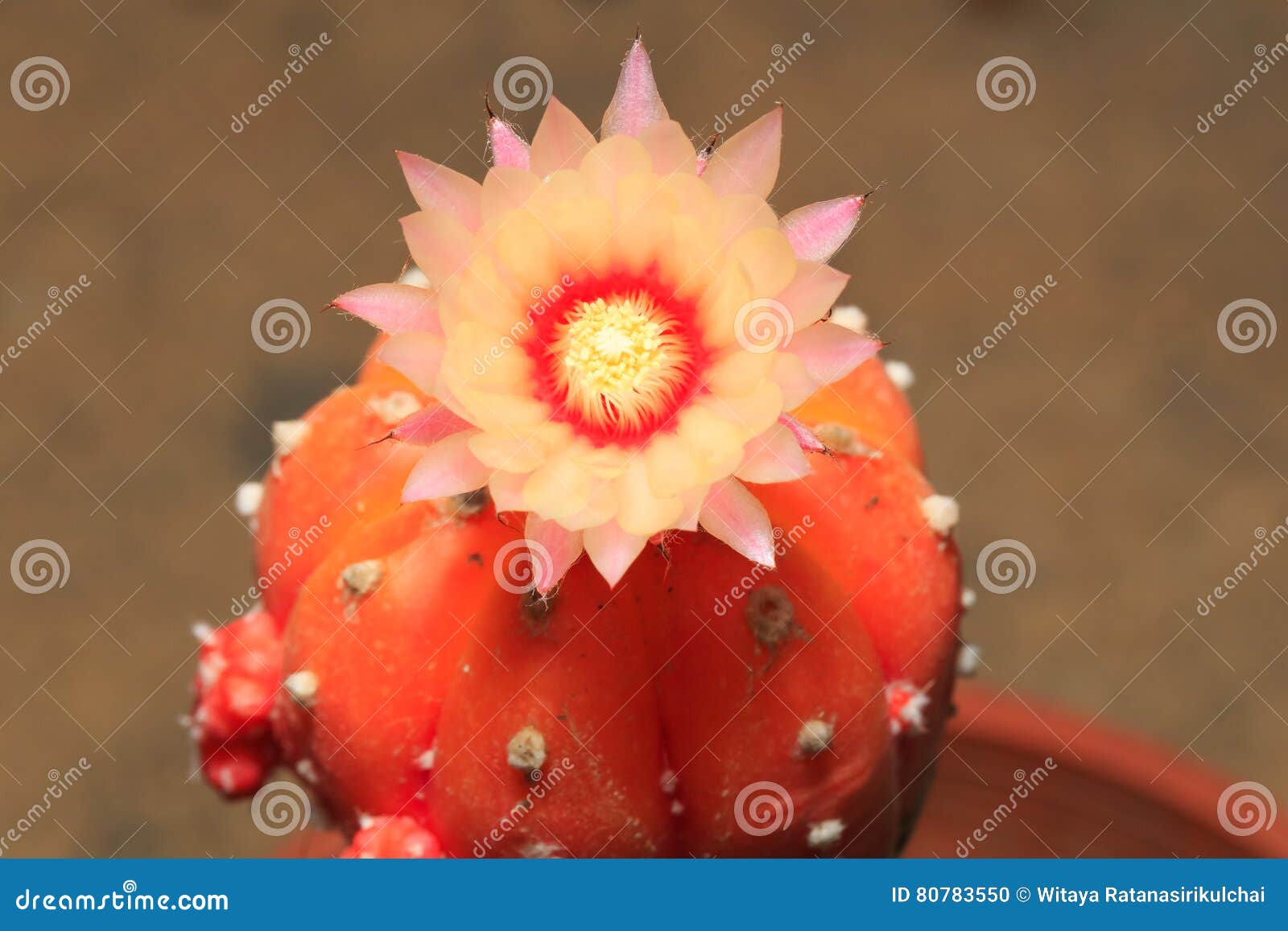 Orange astro cactus flower stock photo. Image of cacti - 80783550