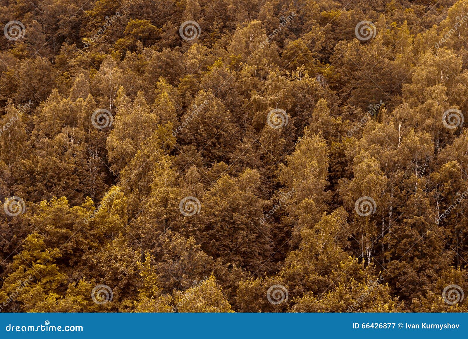 Orange Autumn Fall Forest Trees Texture Background. Nature Landscape ...
