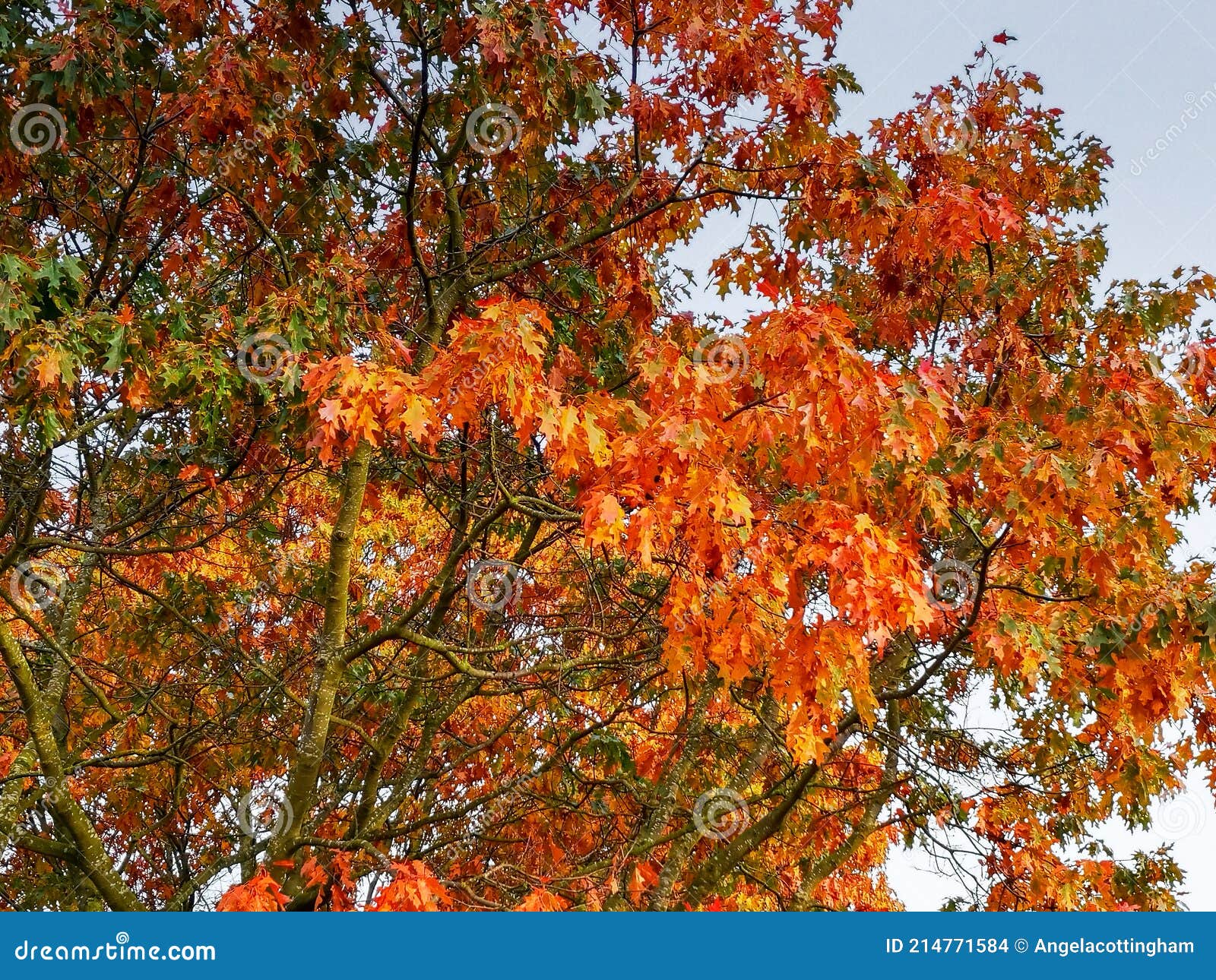 Orange Autumn Foliage on an Oak Tree Stock Photo - Image of autumn ...