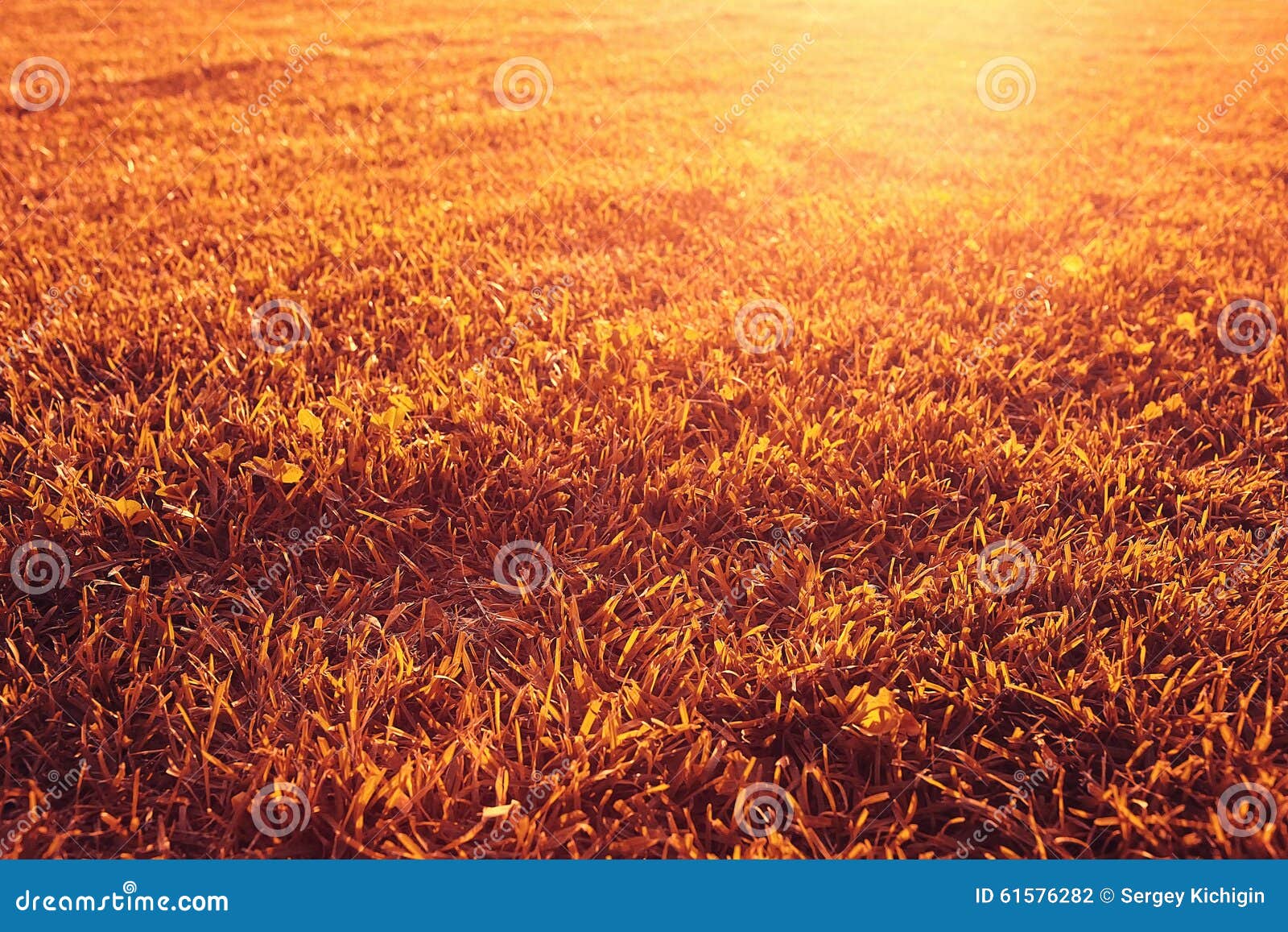 Orange Autumn Grass Texture Stock Photo - Image of color, golden: 61576282