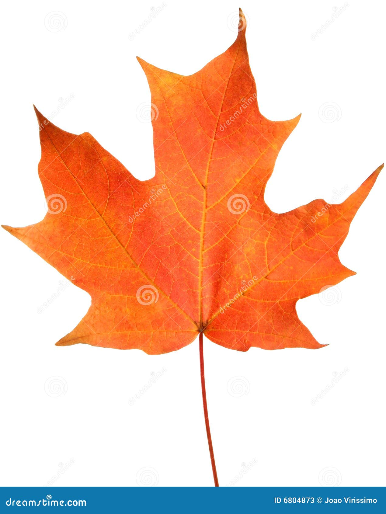 Orange autumn leaf stock image. Image of leaf, orange - 6804873