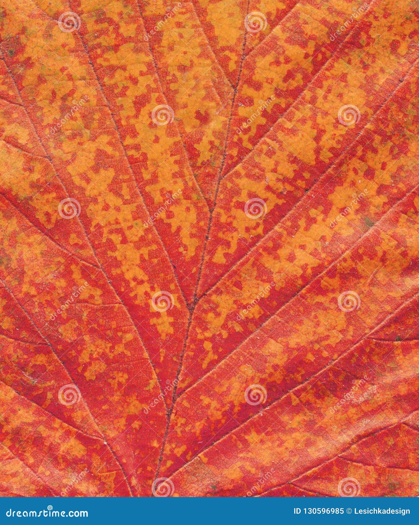 Orange Autumn Leaf Macro. Minimal Autumn Concept Stock Image - Image of ...