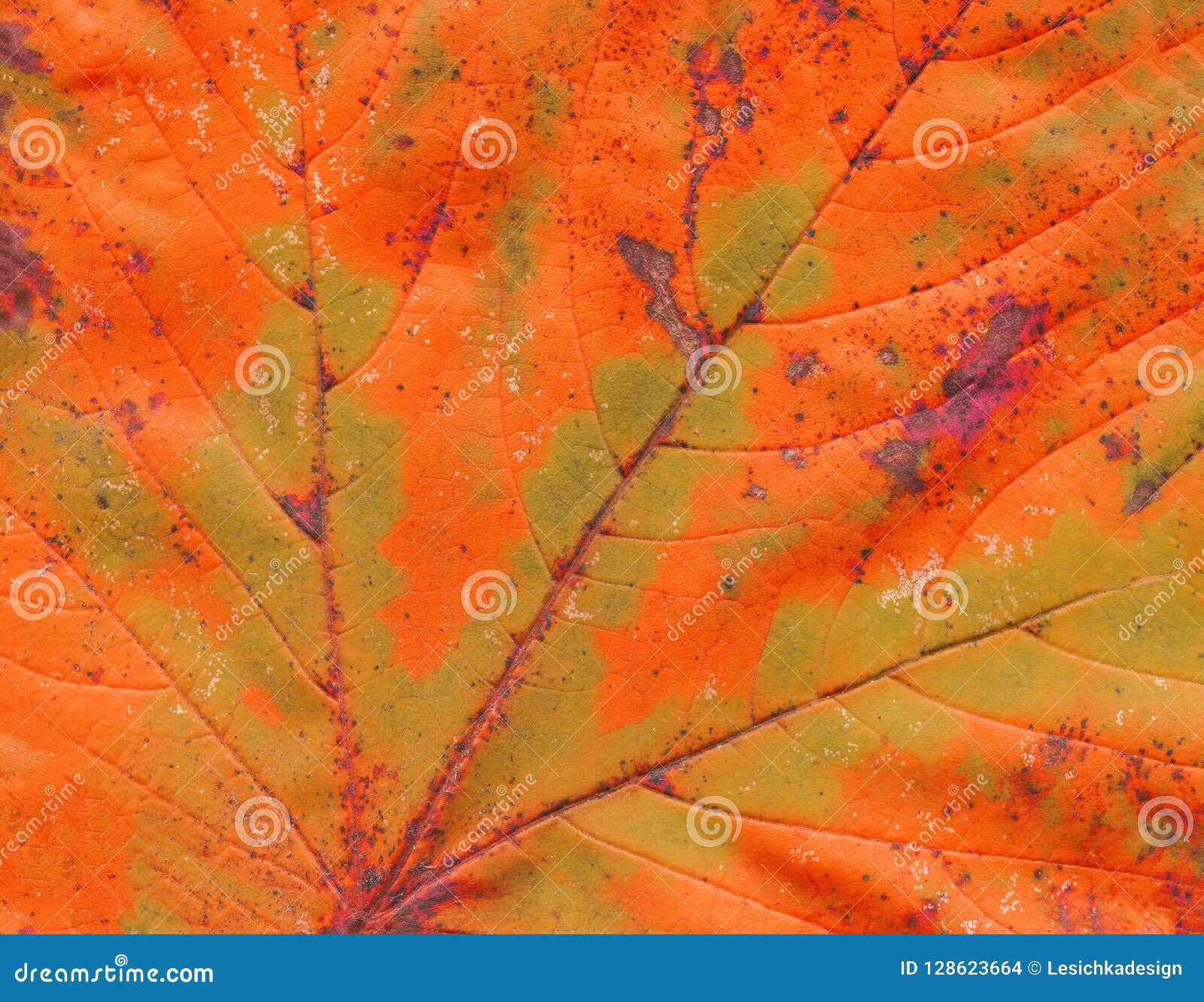 Orange autumn leaf macro stock photo. Image of detail - 128623664