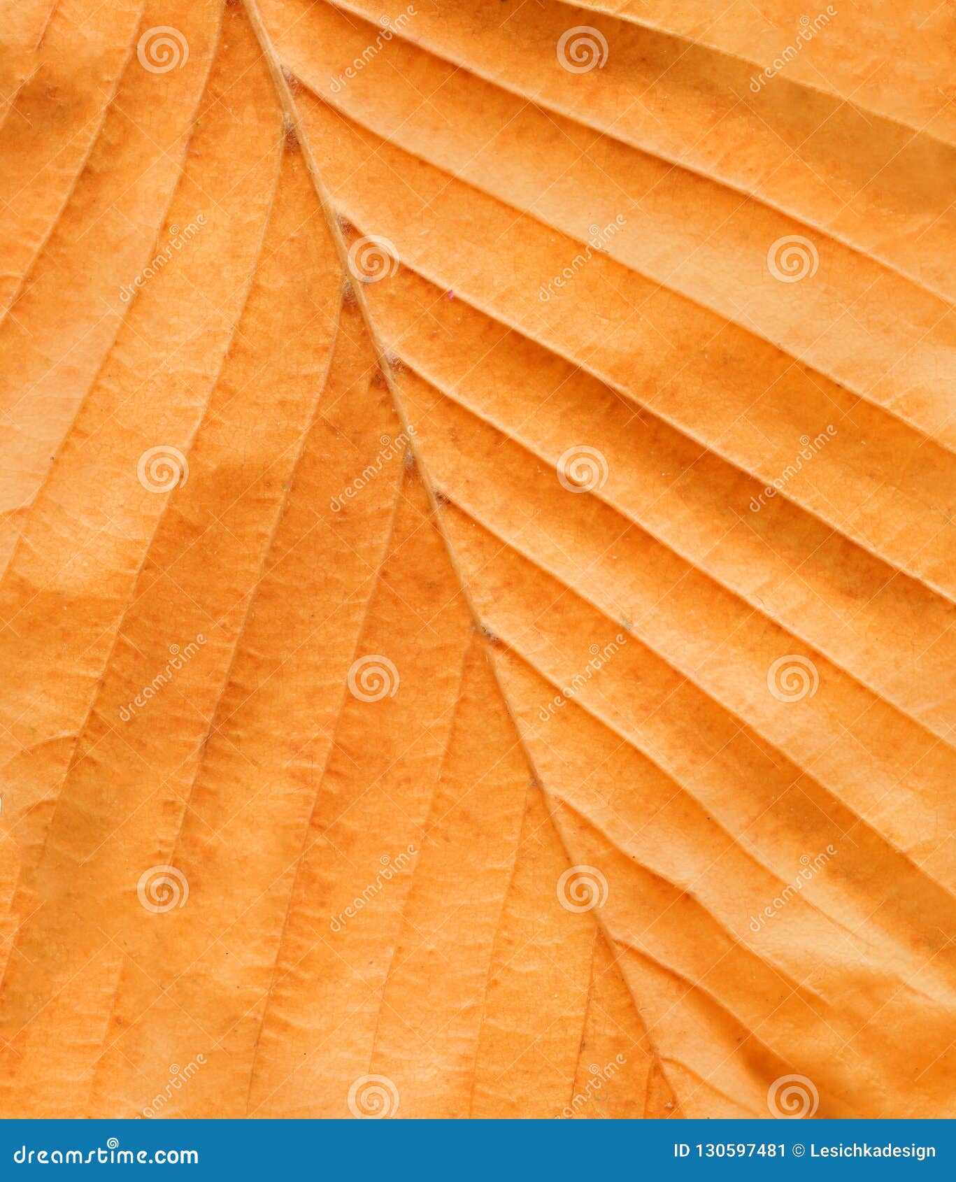 Orange autumn leaf macro stock image. Image of closeup - 130597481