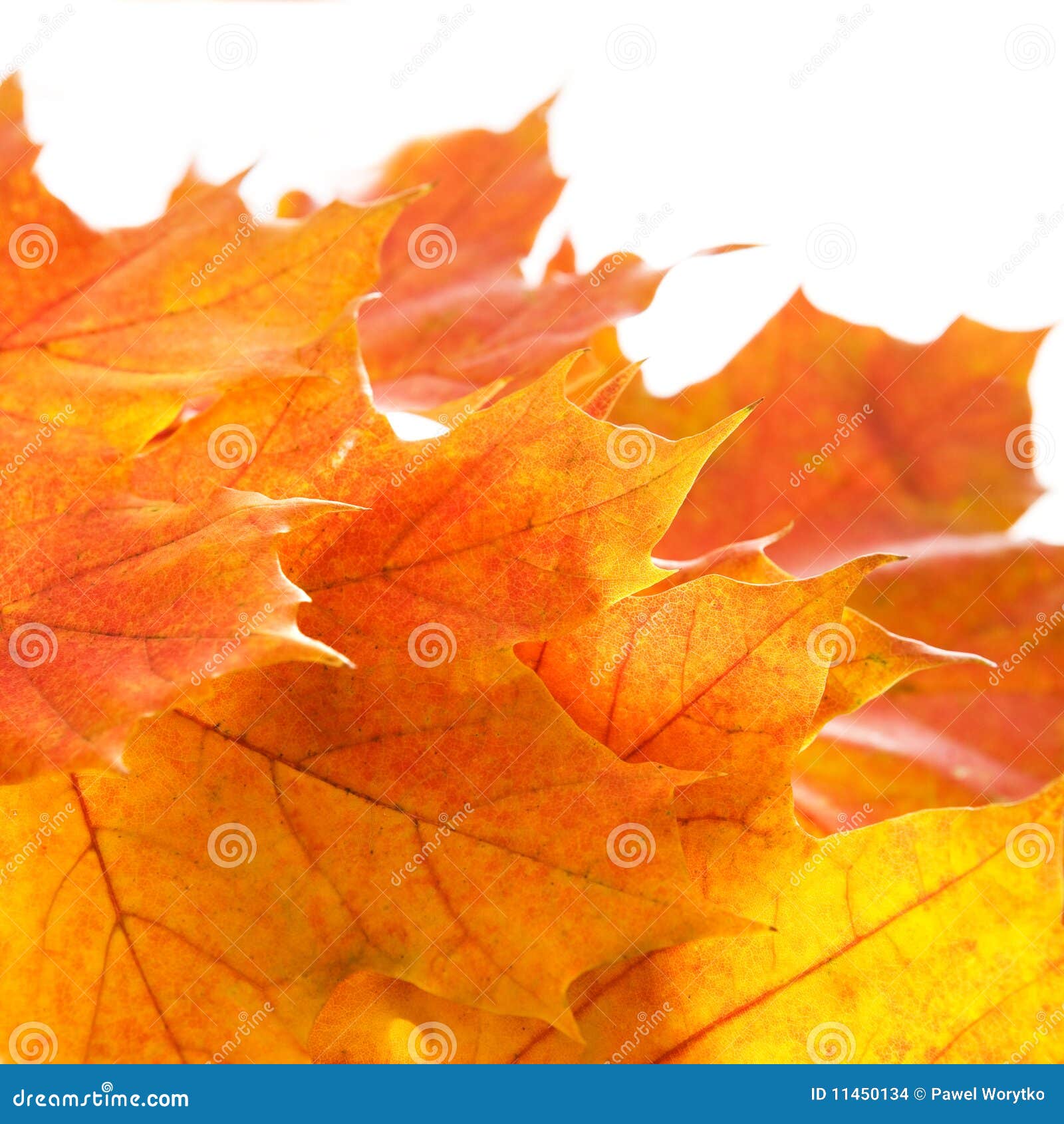 Orange autumn leaves stock photo. Image of closeup, color - 11450134