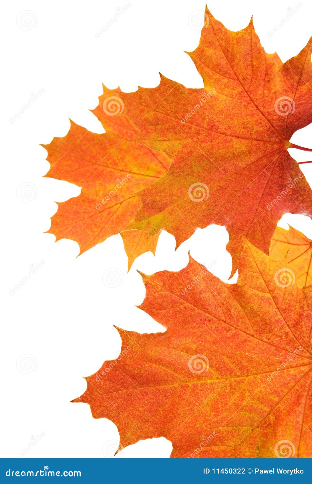 Orange autumn leaves. stock photo. Image of color, macro - 11450322