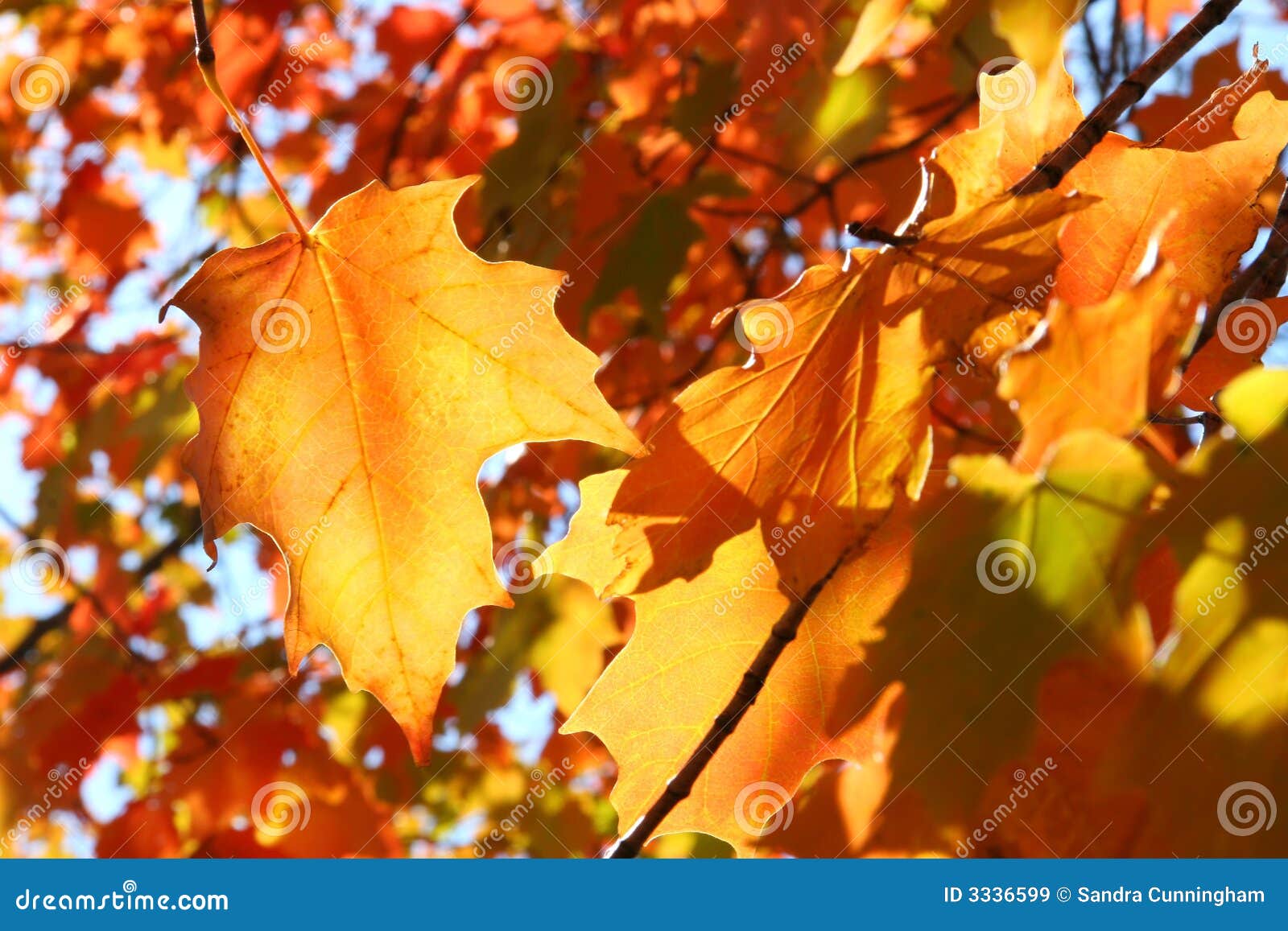 Orange autumn leaves stock image. Image of color, decoration - 3336599