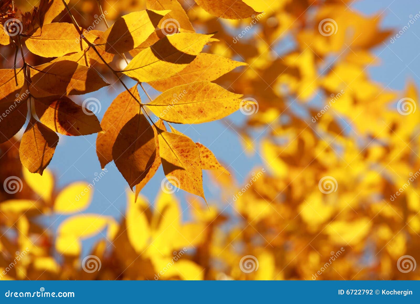 Orange autumn leaves stock photo. Image of abstraction - 6722792