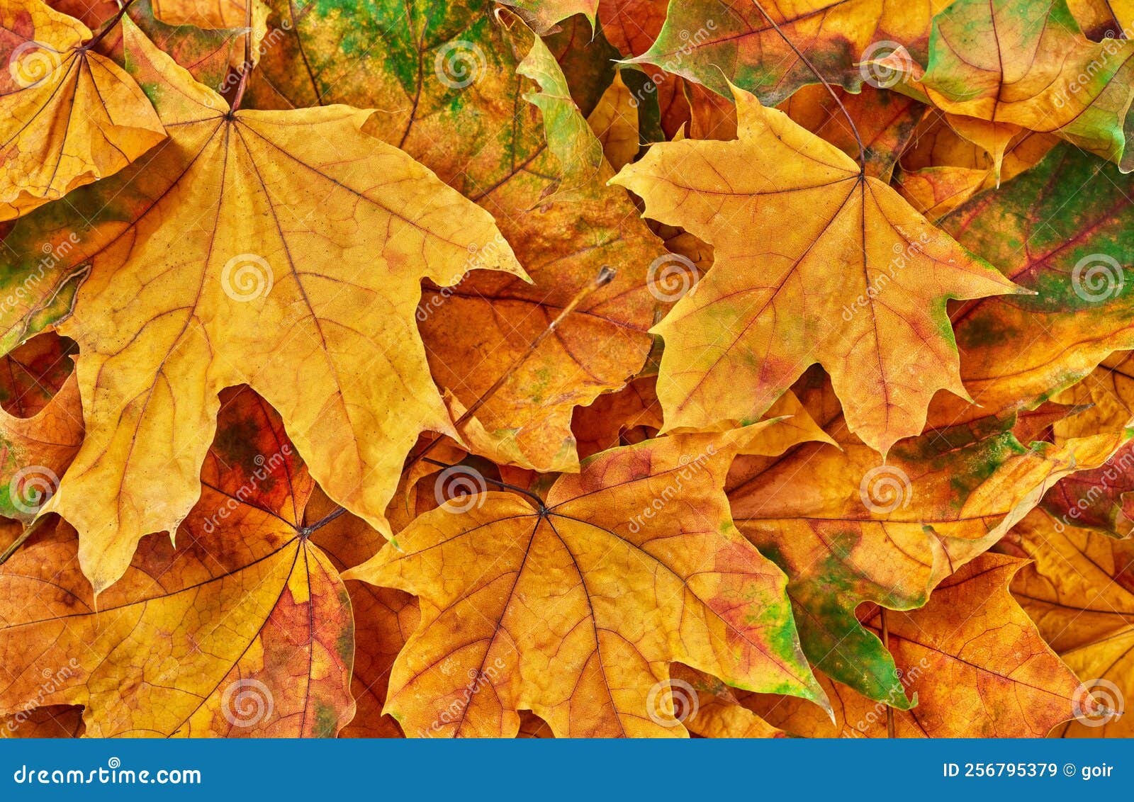 Orange Autumn Leaves Background Stock Image - Image of backgrounds ...