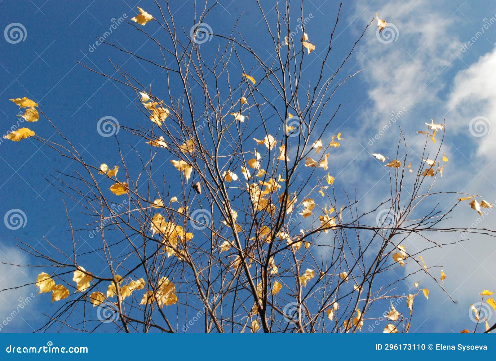 Leaves on a Birch Tree Looking into the Blue Sky Stock Photo - Image of ...