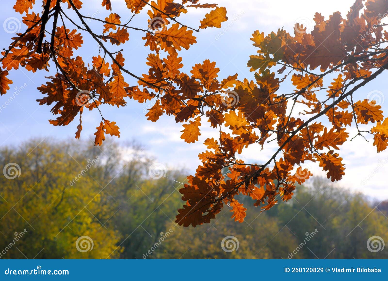Orange Autumn Leaves on an Oak Branch Stock Image - Image of botanical ...